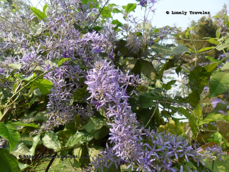 Neel Moni Lota Ful(নীলমণি লতা ফুল) - Petrea volubilis