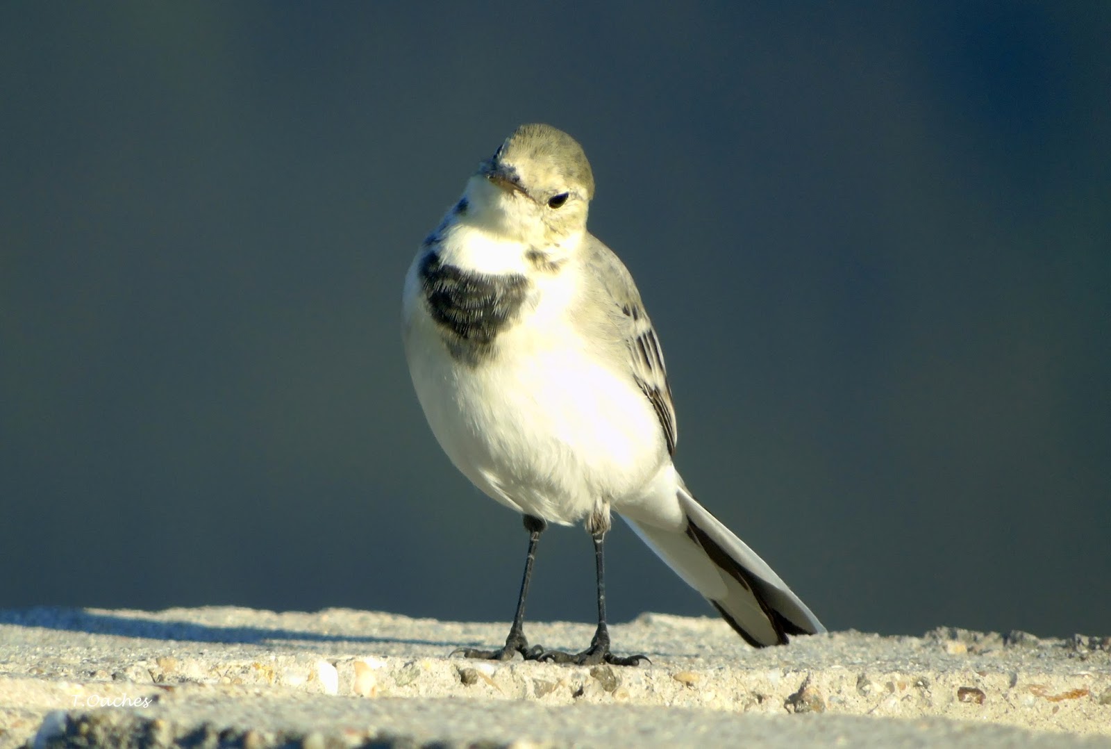 PASARI DIN ROMANIA: CODOBATURA ALBA, Motacilla alba