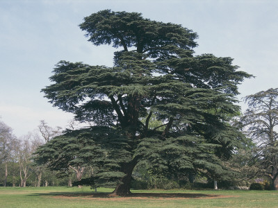 Our Beautiful World: Cedar Tree