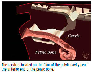 The Processes of Normal Calving - Vet in Training