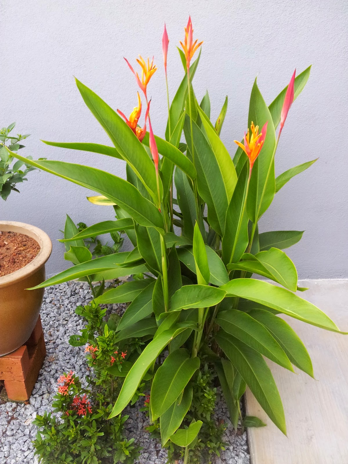 Ceritera FLK: UPDATE : POKOK BUNGA SEPIT UDANG - KEMBANG 7