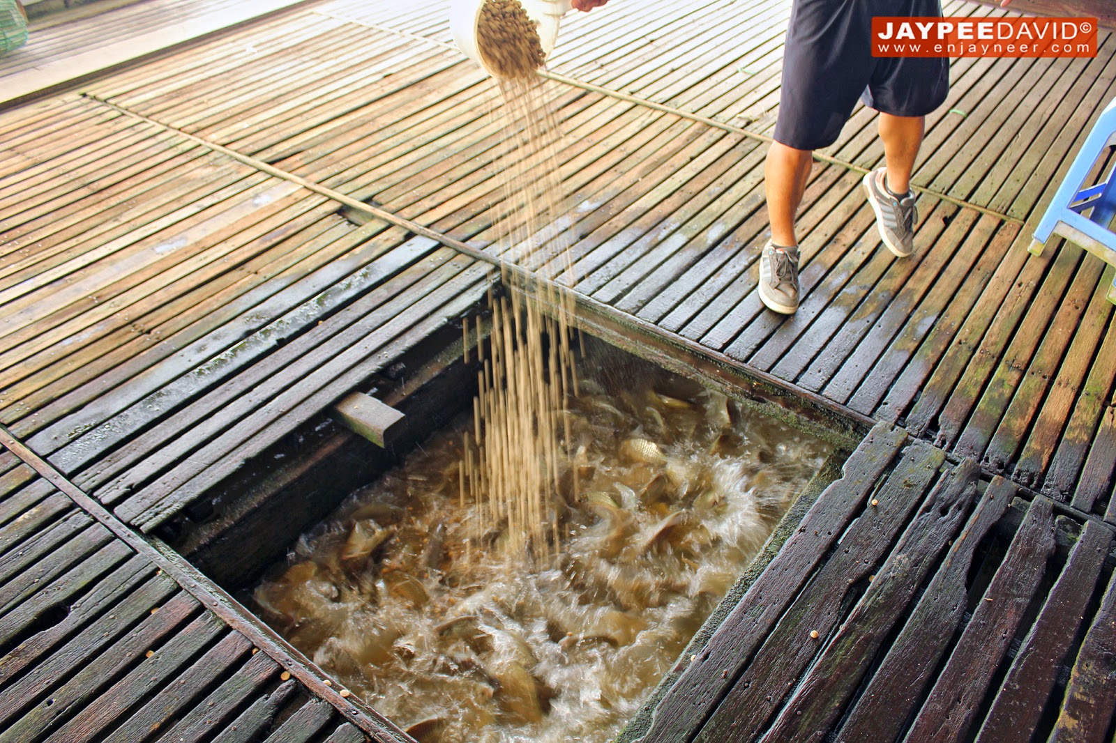 Feeding the Crazy Fishies of Vietnam