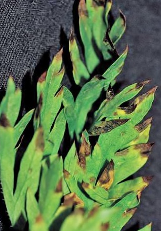 El Huerto de Jose Antonio: Enfermedad de la alternaria.