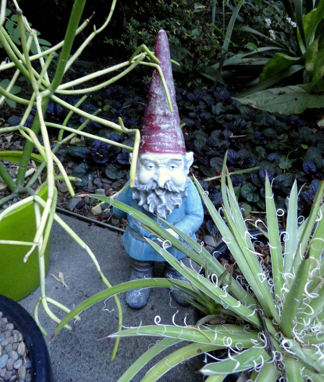 danger garden: I've been gnomed....