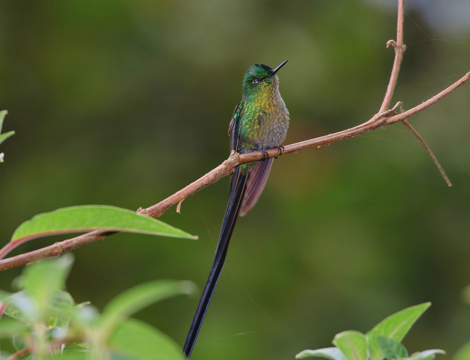 Nuestro bello mundo...: Pajareando en el Parque Nacional Sierra de La ...