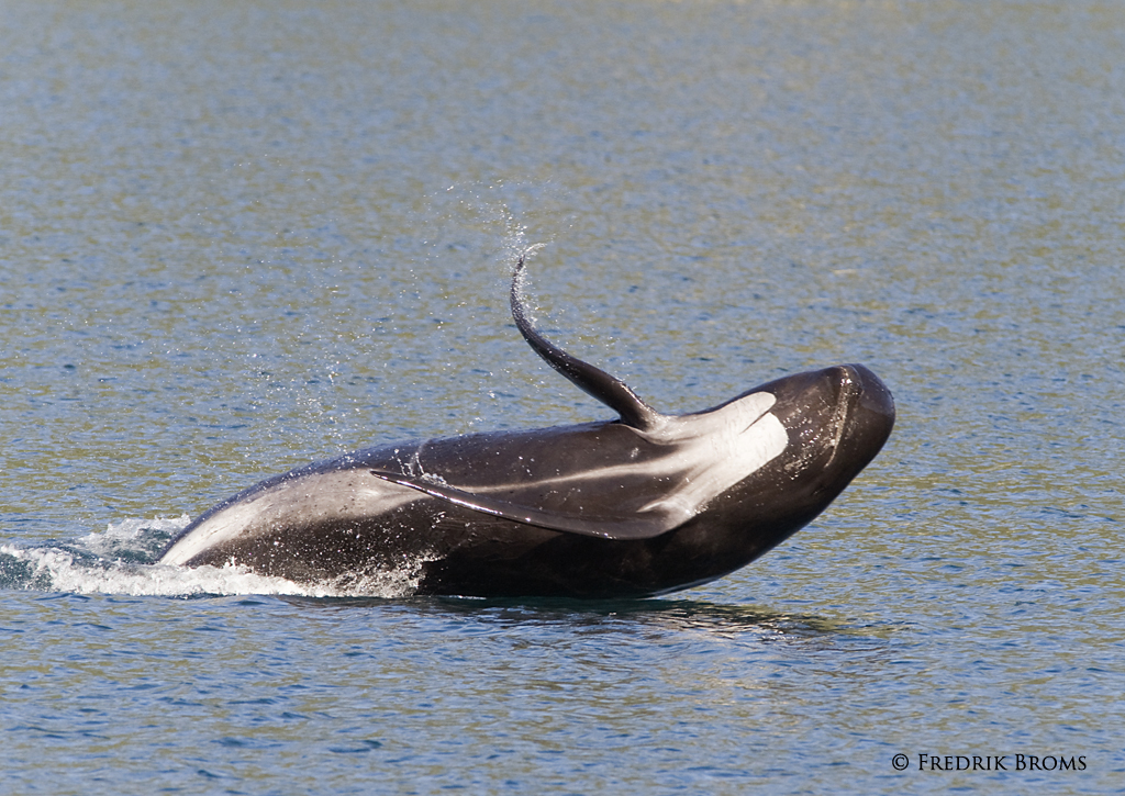 Northern Lights Photography: Pilot Whale - Grindhval