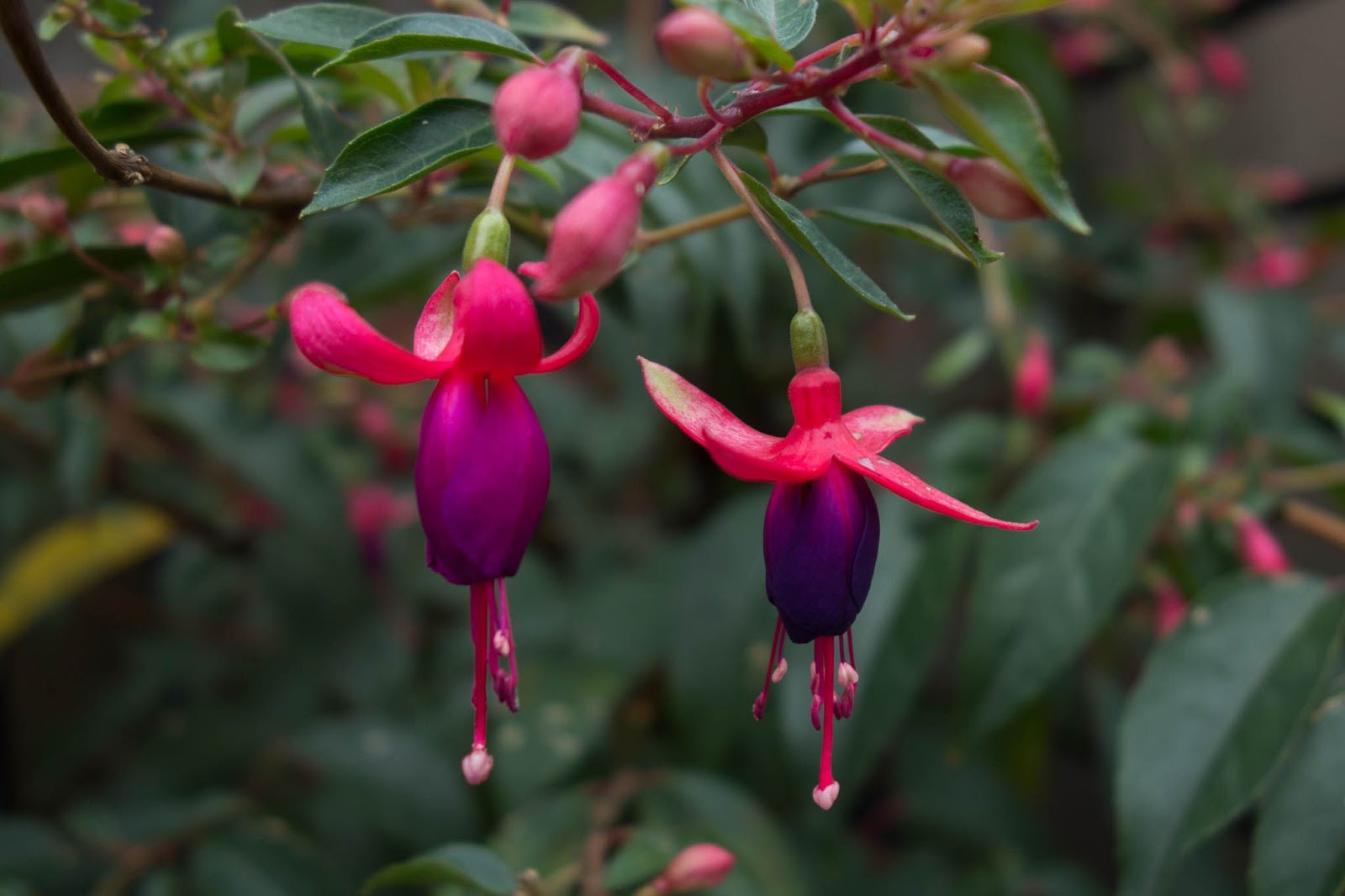 Flower Gallery: Fuchsia フクシア