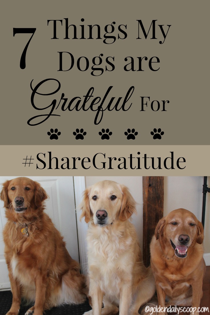 7 Things My Dogs are Grateful For #ShareGratitude