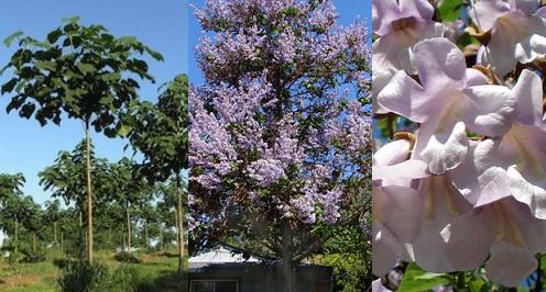 El Magazin de Merlo: Paulownia tormentosa, conocida como kiri o árbol ...