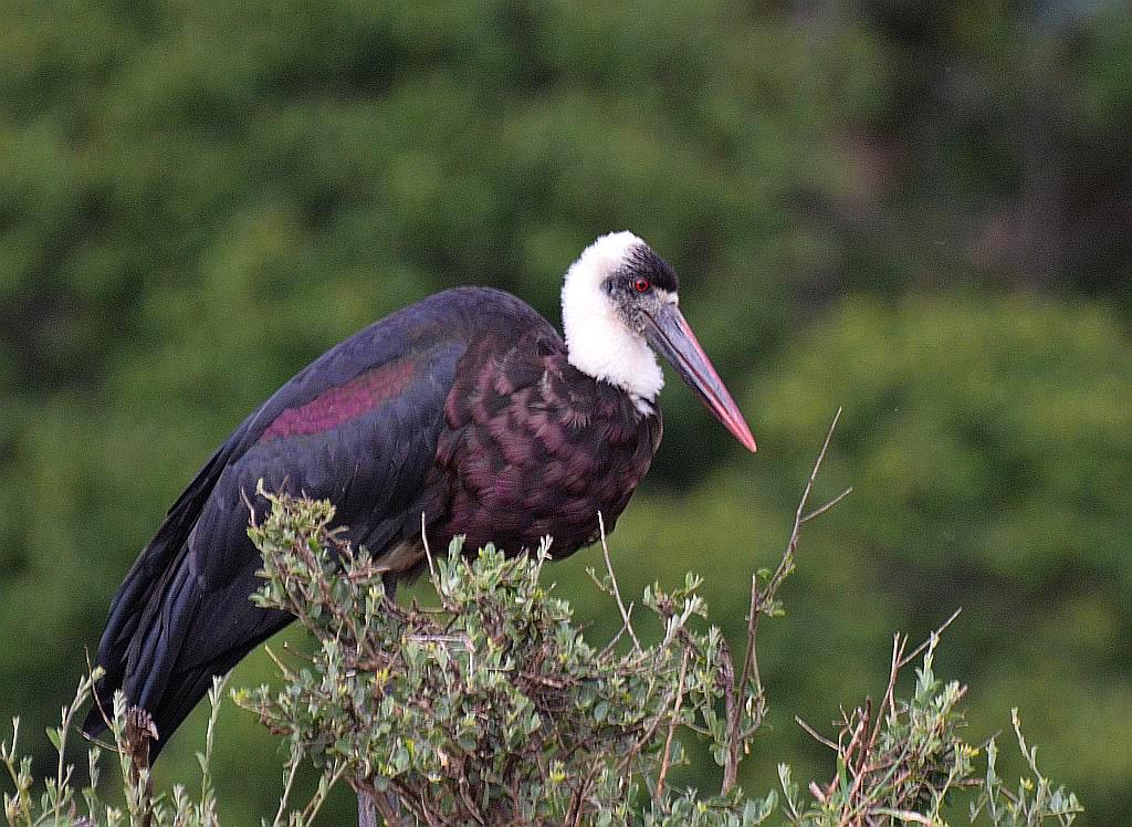 Elsen Karstad's 'Pic-A-Day Kenya': Wooly-Necked Stork, Masai Mara Kenya