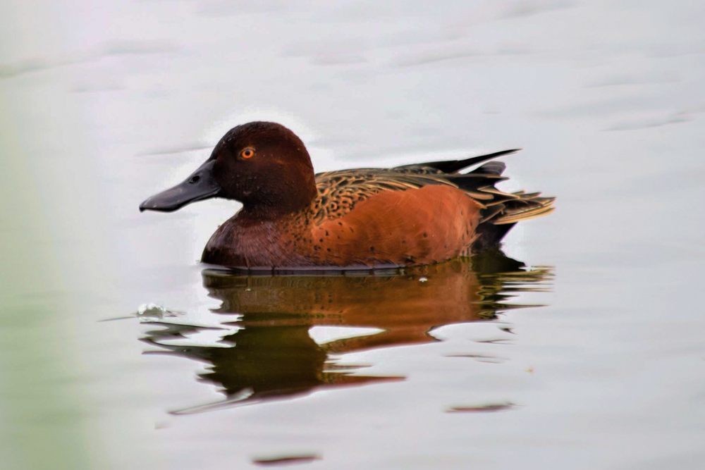 Aves de Arequipa y el Peru by Robert Rodriguez: marzo 2018