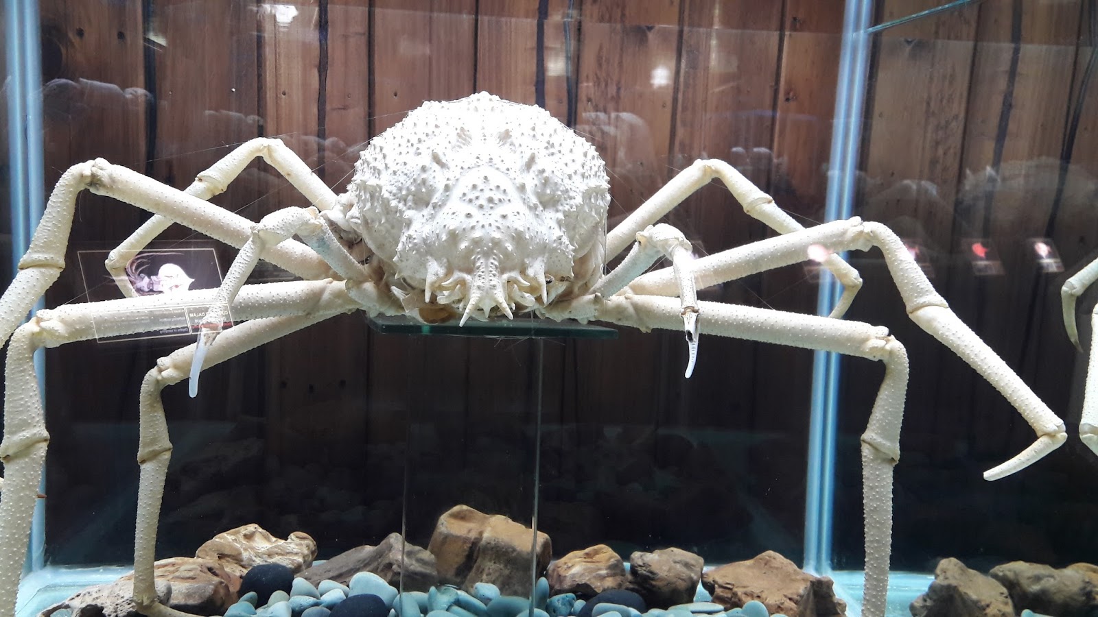 KEPITING LABA-LABA RAKSASA