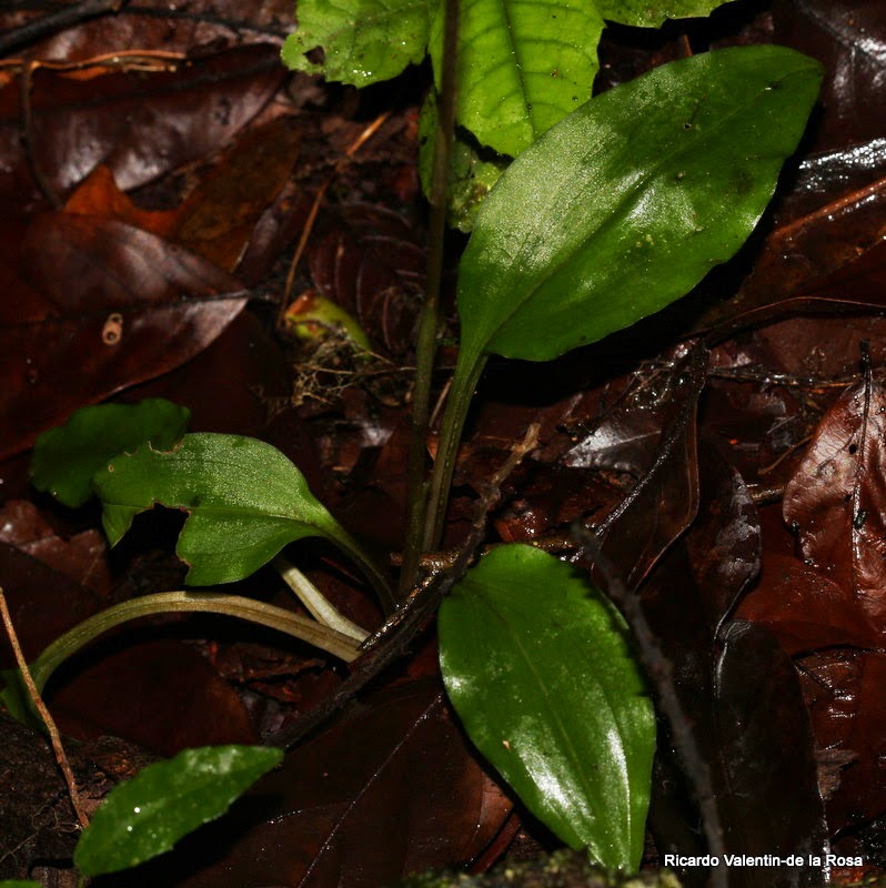 Ricardo's Blog, : Cyclopogon elatus (Sw.) Schltr. 1919, a native orchid ...