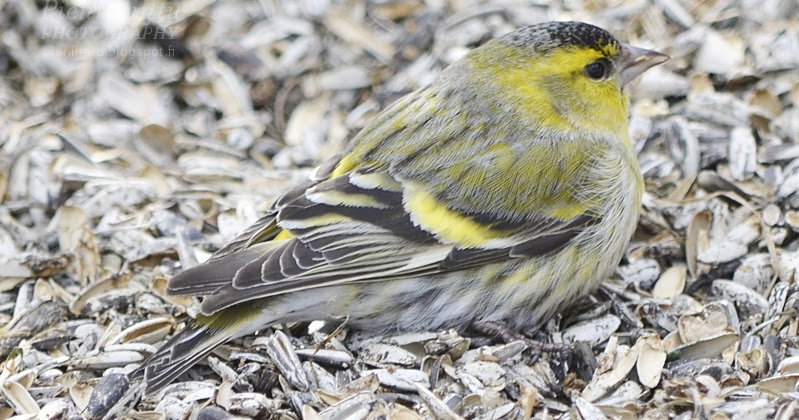 Pieni Lintu: Pikkulinnut