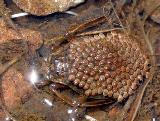 Water Bug Eggs