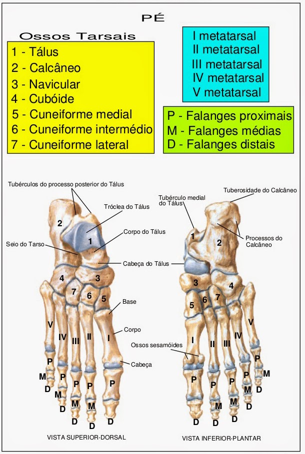 Anatomia dos membros inferiores : Ossos dos membros inferiores