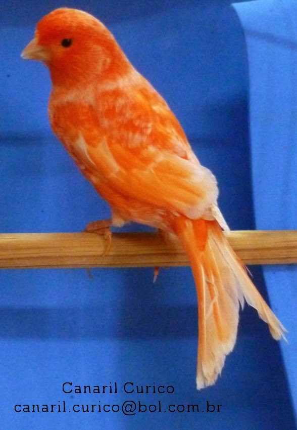 Canaril Curico - Canário de Cor: Canário Vermelho - Macho Vermelho ...