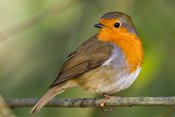 European Robin - True Wildlife Creatures