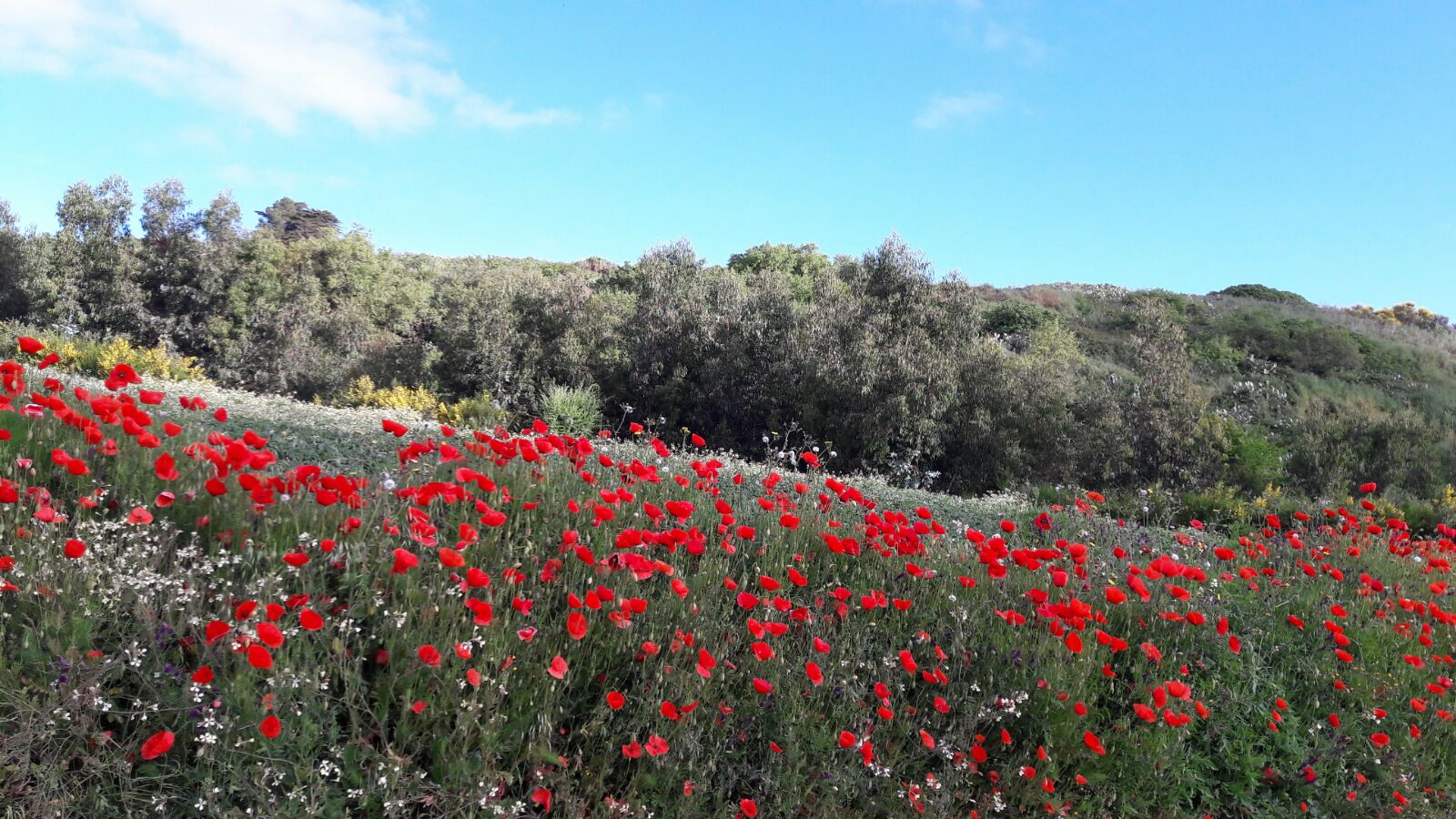 Magis Radio: Ay de ti, Corozaín, puntos para orar con Francesc Roma SJ