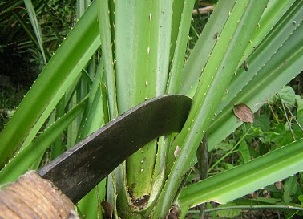 Anim Agro Technology: MENGKUANG