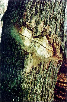 Bansal's Wiki: Defects in wood