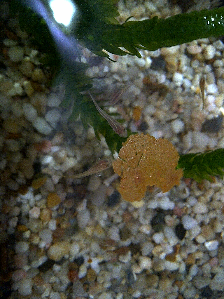 Si de peces quieres aprender este blog tendras que ver ¡!: Lavando la ...