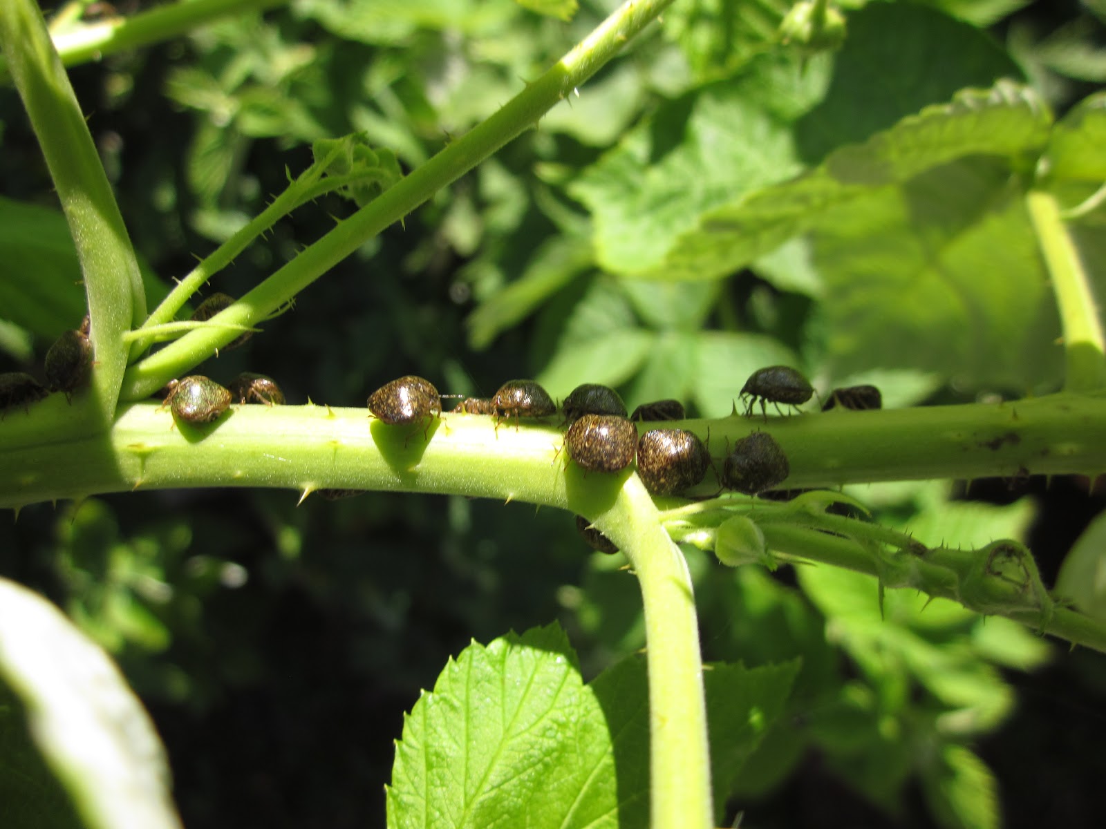 NC Small Fruit & Specialty Crop IPM: Kudzu bugs on caneberries?