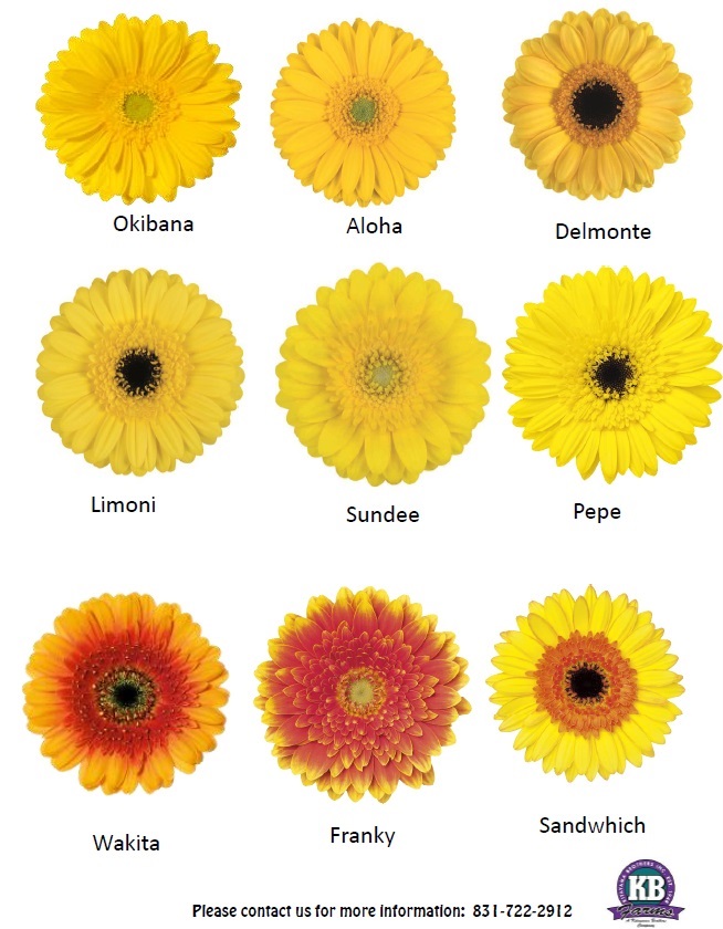 Kitayama Brothers Floral News: Introducing KB Mini Gerberas!
