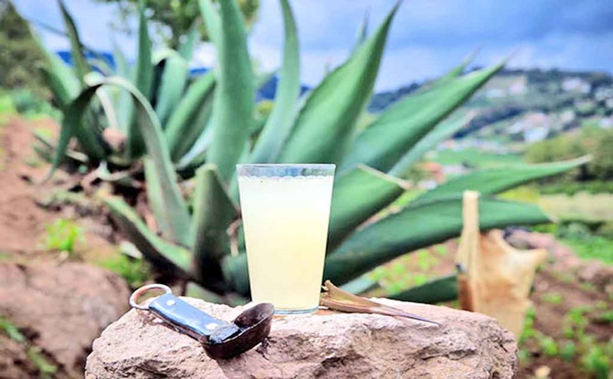 Premian innovadora investigación del pulque y su potencial probiótico ...
