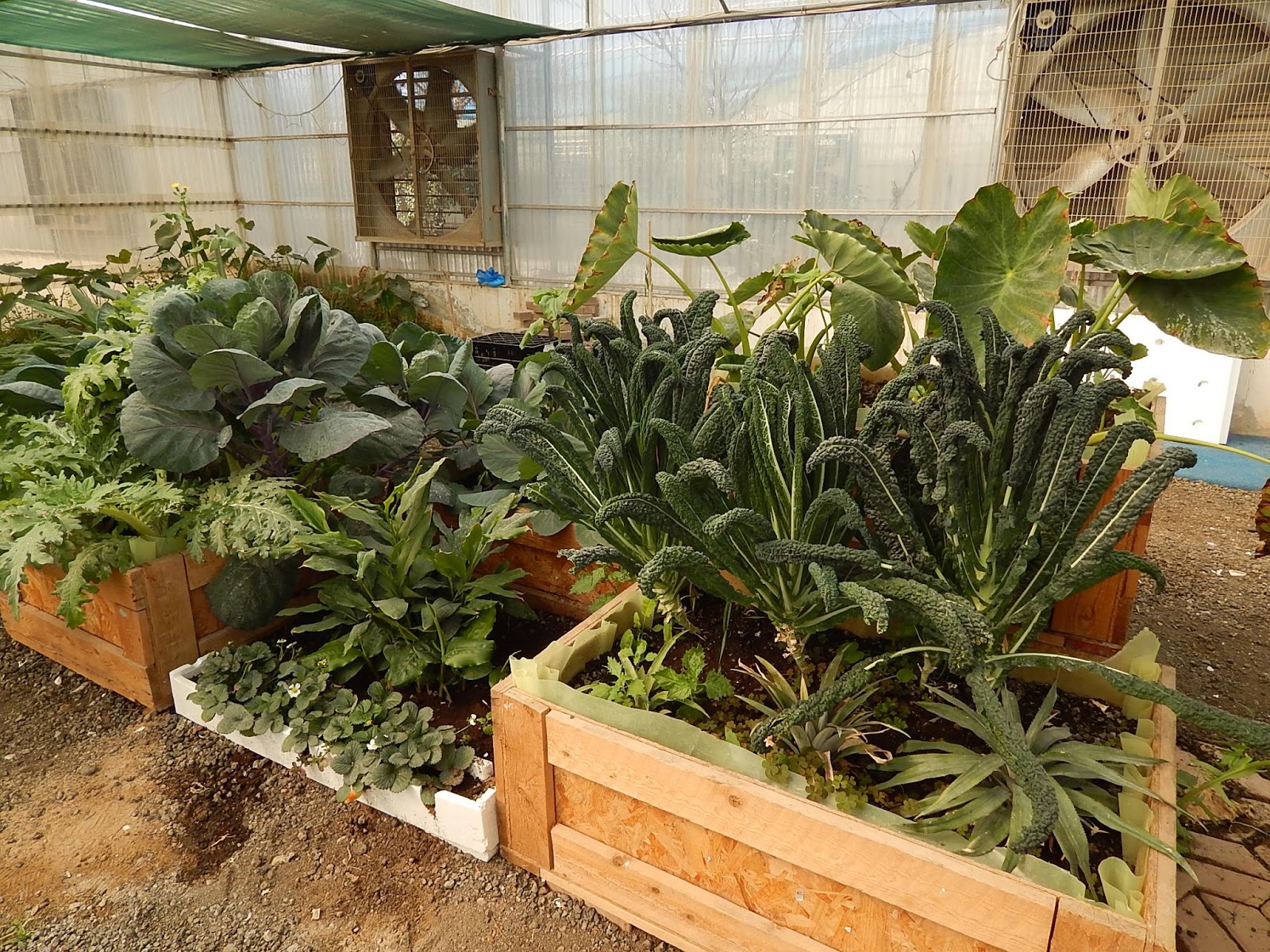 Kuweight 64: VISIT TO BLUE LAKE FARM - ALBOHAYRA ALZARQA