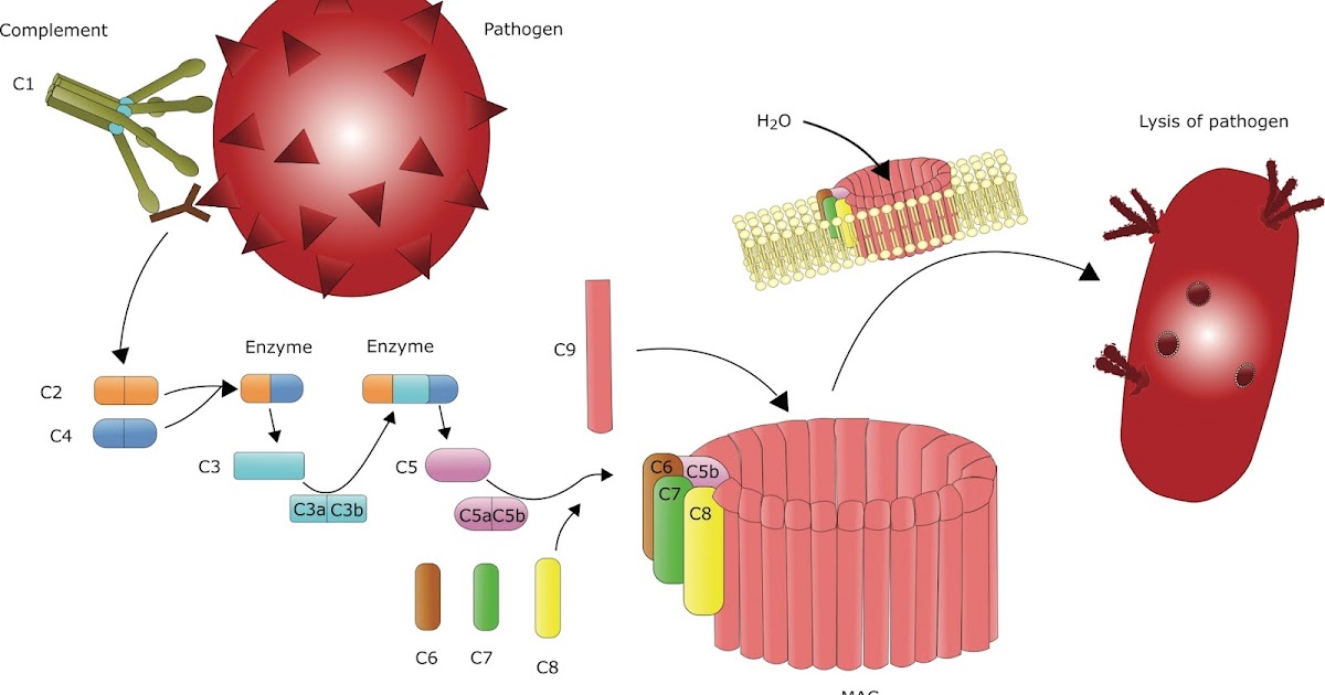 Système du complément - Dr.Miloudi (Constantine) ~ COURS de la pharmacie