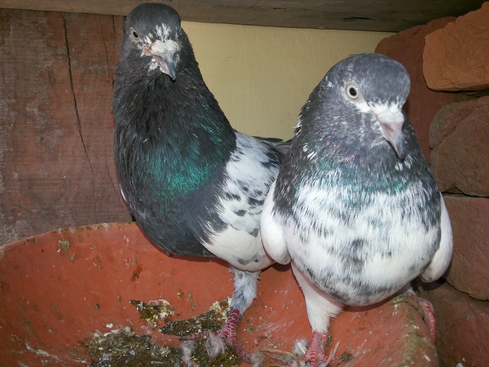 Rampuri Kabooter: Rampuri Kabootar