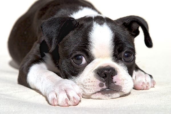 Cute Puppy Dogs: Cute Boston terrier puppy
