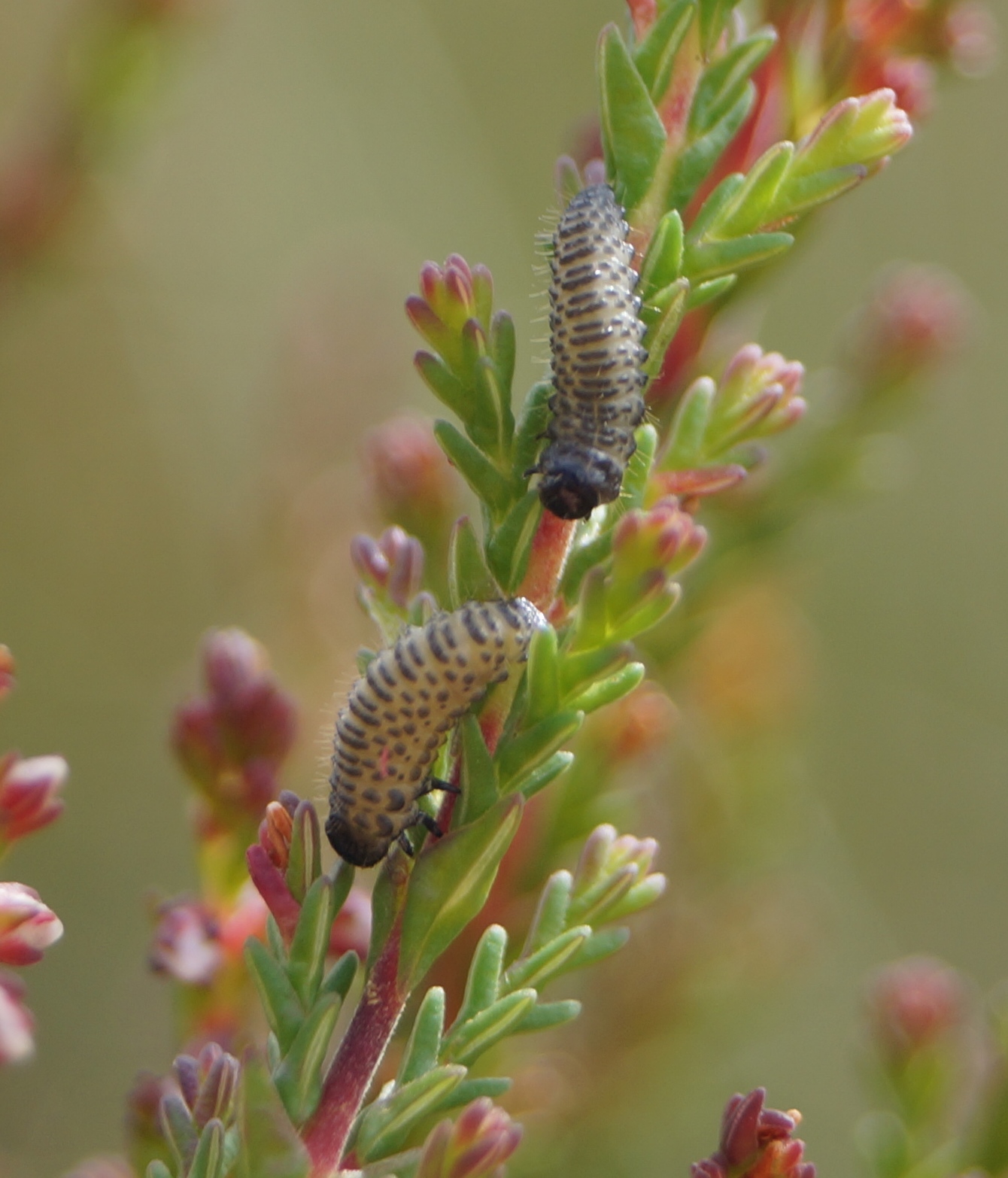Talking Point: Heather Beetle Season