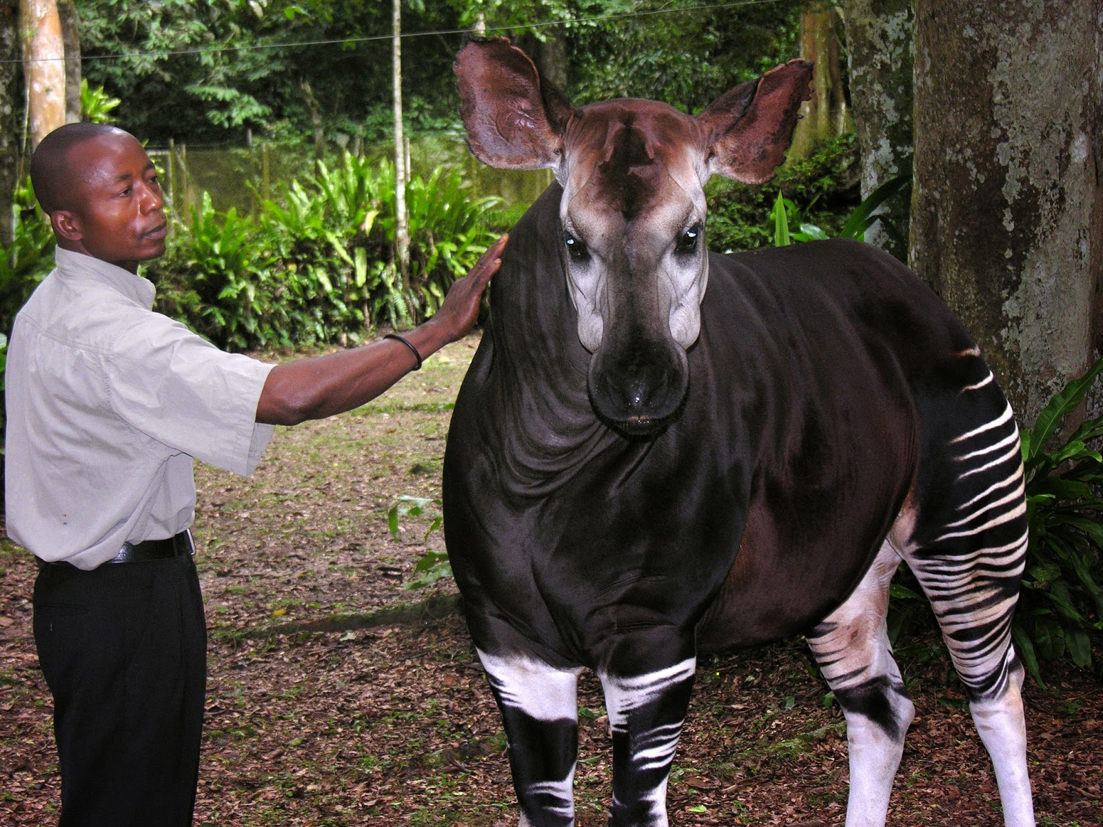 Congo Escândalo Geológico : Emblema da Criptozoologia do Congo: OKAPI