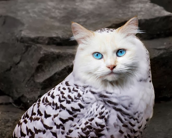 MEOWLS FUN - Angelic Hugs