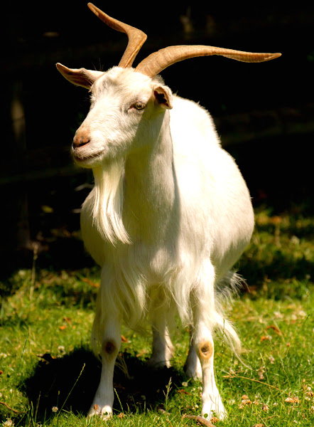 Irish Goat: Characteristics, Origin, Uses & Full Breed Information