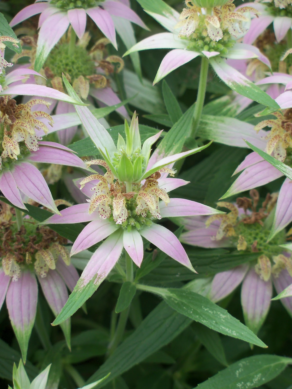 Plant Journeys: Monarda Punctata: Flower Portraits of a spotted bee balm