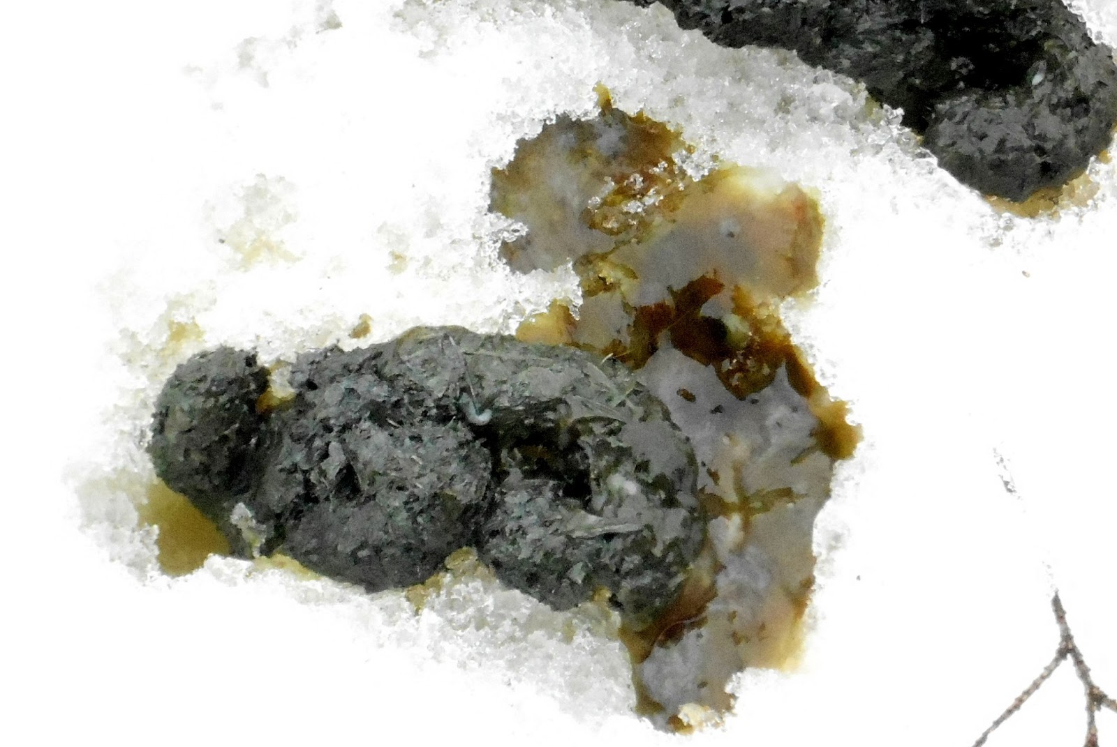 Backyard Beasts: All that glitters is not gold... sometimes it's otter poop