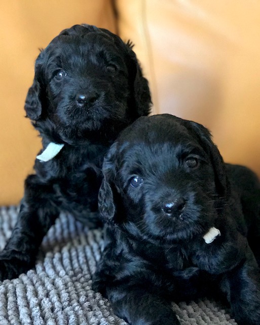 Golden Gate Labradoodles: Authentic Australian Labradoodles