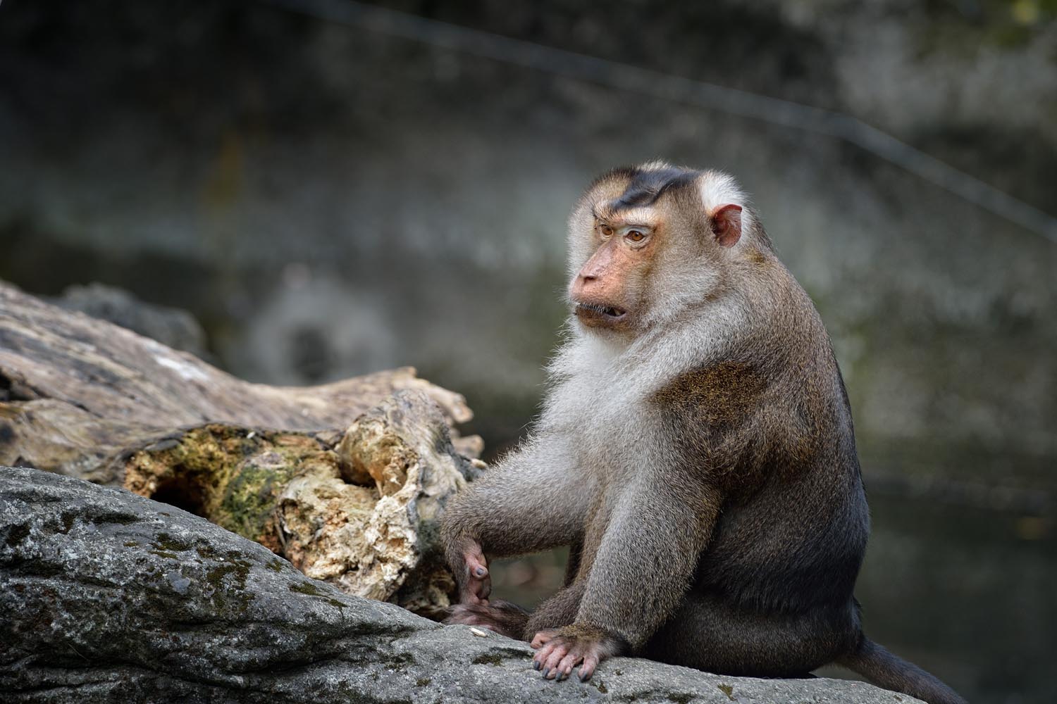 The Amazing Life: Pig-tailed Macaque