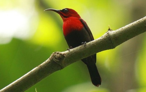 Burung Madu Dan Jenis - Jenisnya. ~ Jendela Lestari