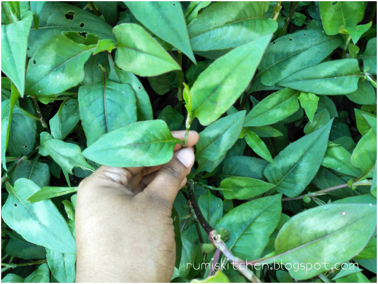Lesser Known Assamese Vegetarian Dishes That You Need To Try Once