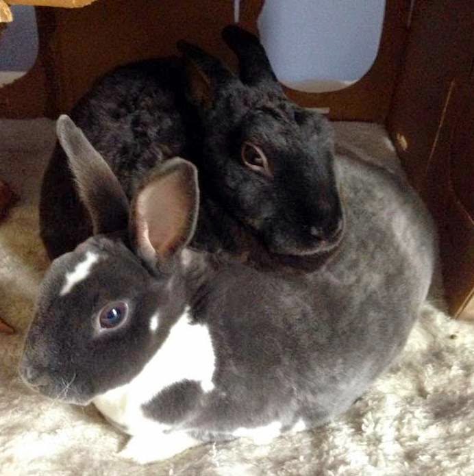 Rabbit Ramblings: Bun o' lanterns -- Bunny pumpkins for Halloween