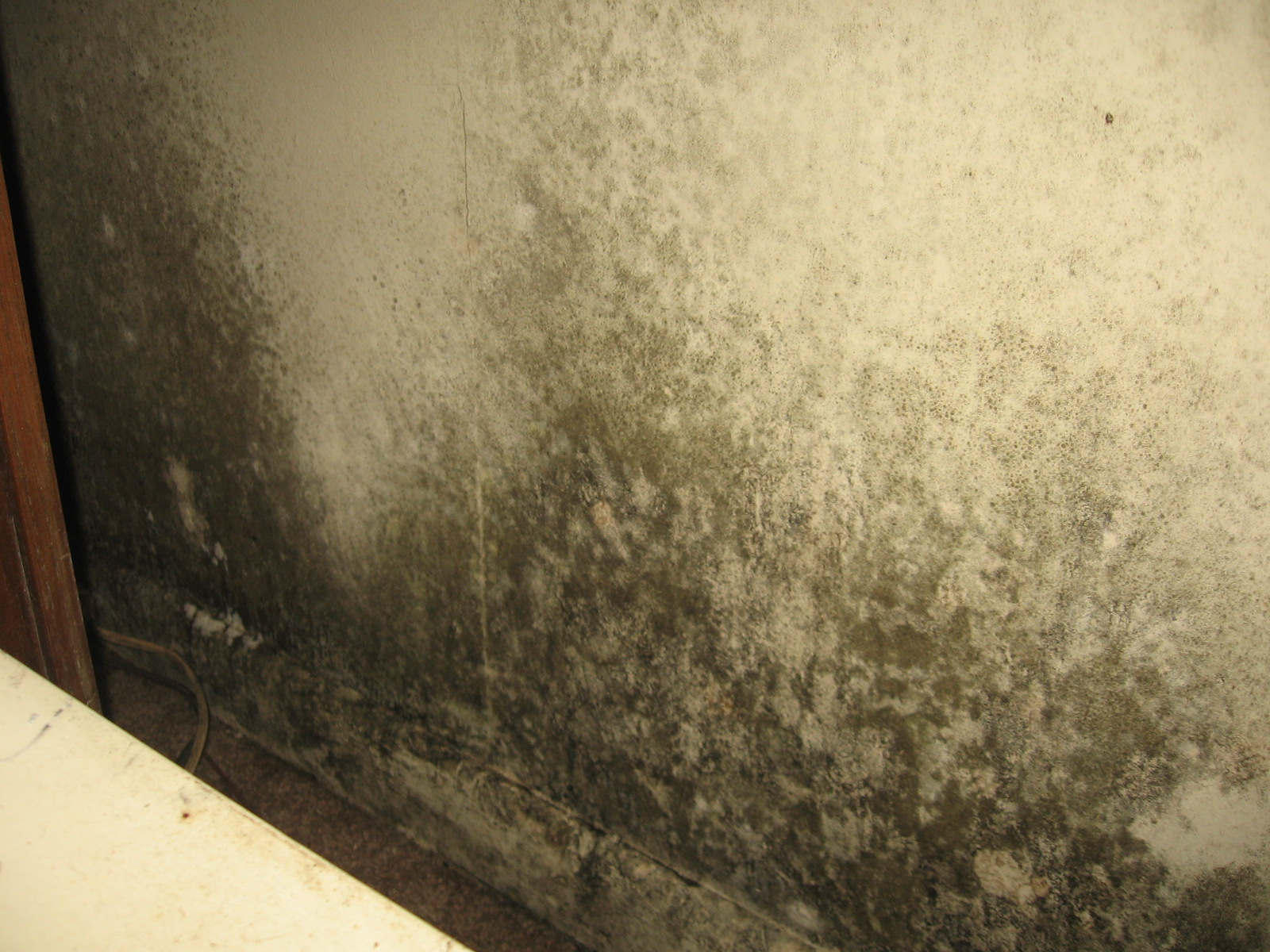 NCSU PDIC: Household Molds: What Hurricane Irene Left Behind