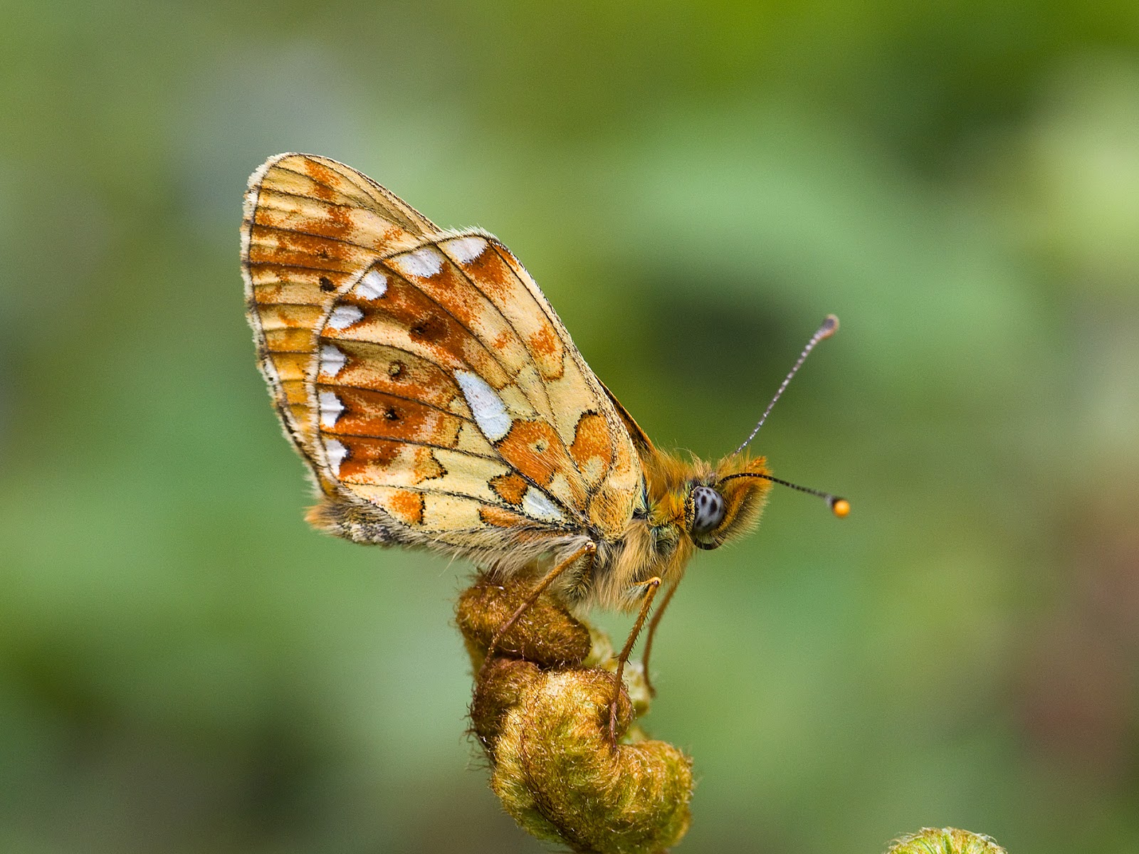 Martin's Sussex Birding Blog: Pearl-bordered Fritillary