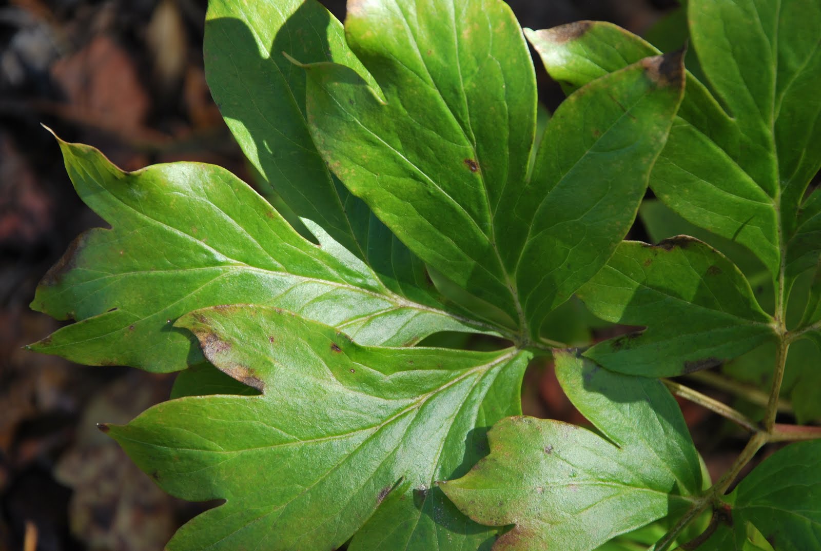 Southern Peony: 2011 Peony Fall Foliage Colors