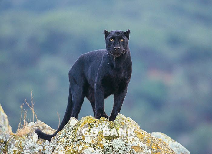 Filip Blazeski: Divi Zivotni ( Wild Animals )