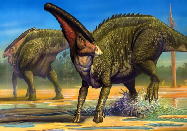 Dino Lover: The Parasaurolophus....