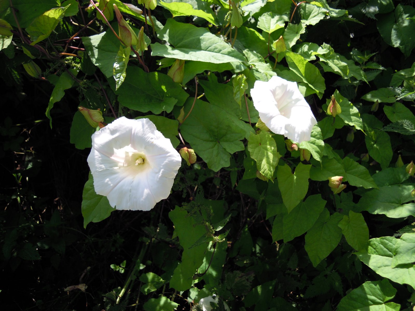 A Cotswold Year: Bindweed